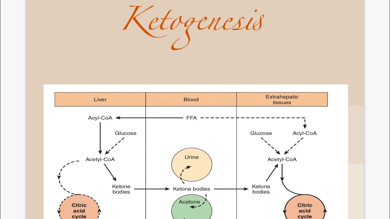 Ketogenesis and ketones bodies oxidation - YouTube
