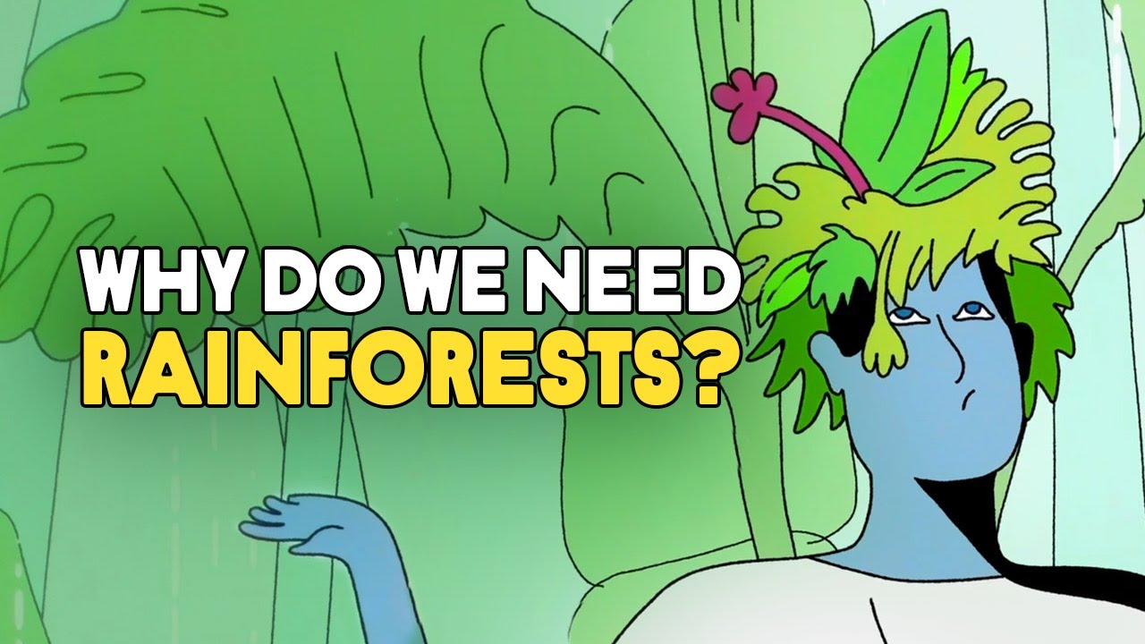 Why do we need rainforests? - YouTube