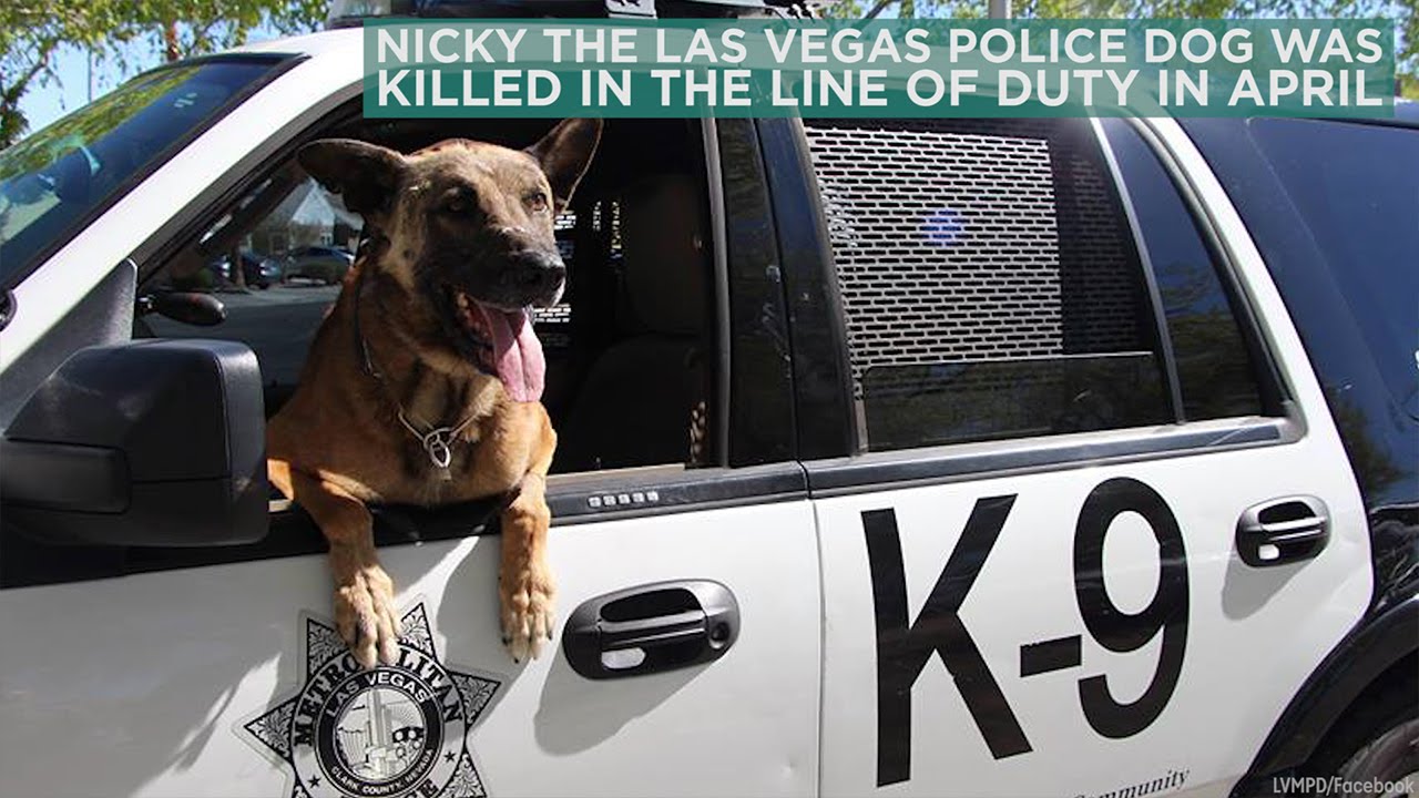 Police dogs honor fallen comrade that was killed - YouTube