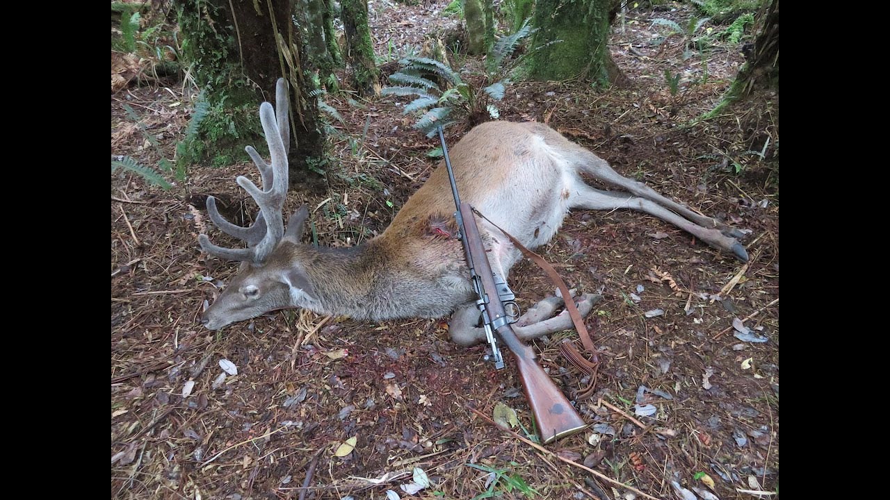 A Couple Of Short Hunts | PUBLIC LAND BUSH HUNTING - YouTube