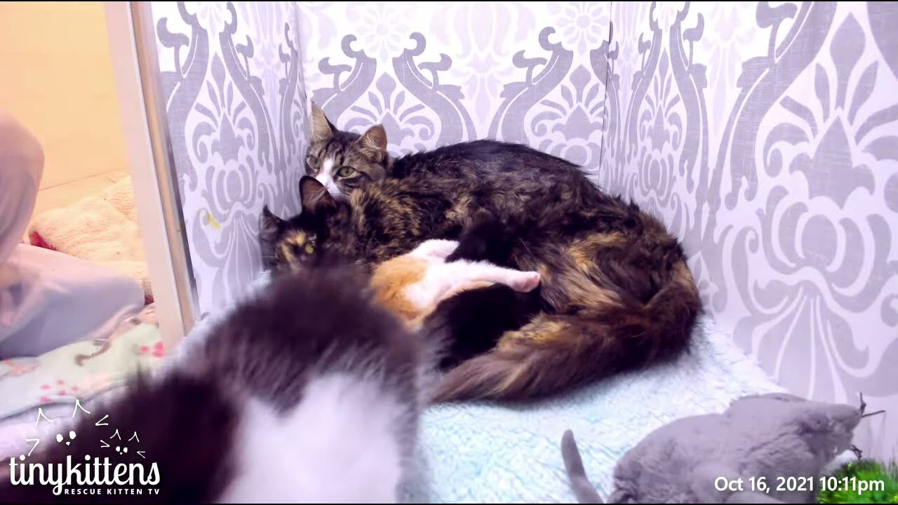 Amazing sleepy hover kitten! - YouTube