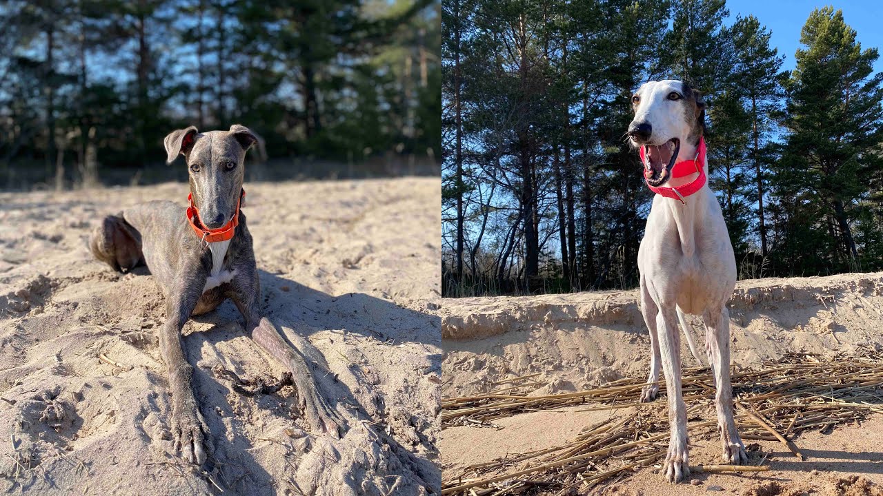 FUN DOG VIDEO - Greyhounds Playing By The Lake - YouTube