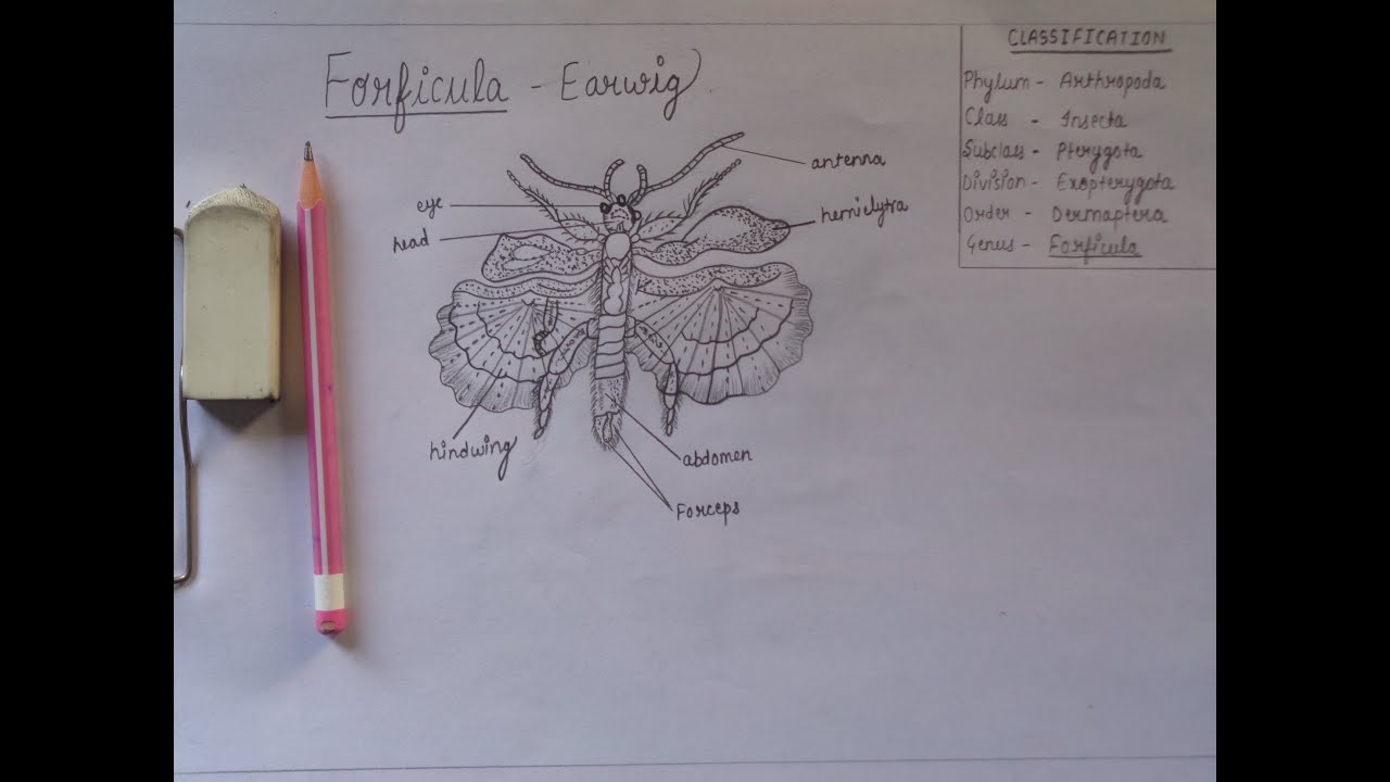Forficula ( Earwig ) || Diagram || Forficula Drawing || Pencil drawing ...