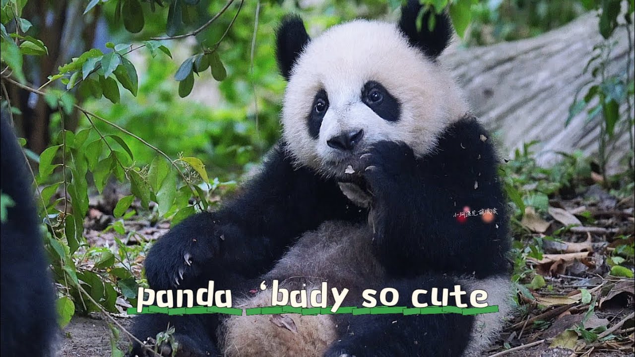 27/06/24～PandaYuanrun‘s bady so cute！#giantpanda #panda #animals #大熊猫 ...
