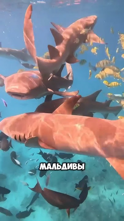 Как купить билеты на Мальдивы за 13500 на двоих? Ссылка на урок в ...