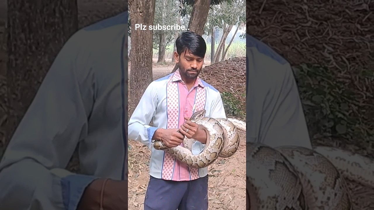 The Indian rock python. #snakesavermk #youtubeshorts #viral #ajgar #indianrockpython - YouTube