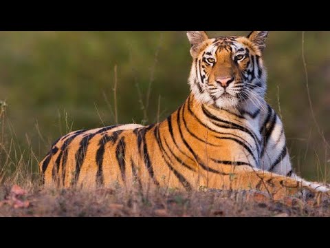 The Queen Tiger / Tiger documentary - YouTube