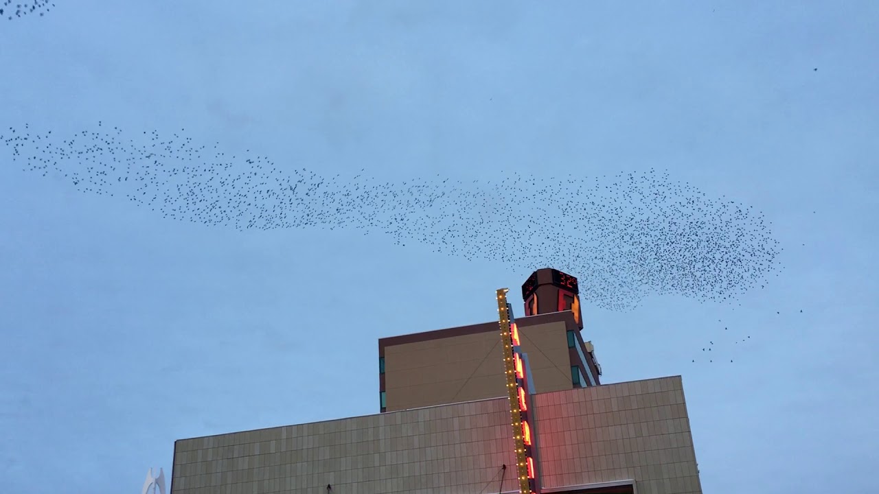 'Swarm' of Birds in Downtown Casper Are Mesmorizing To Watch - YouTube