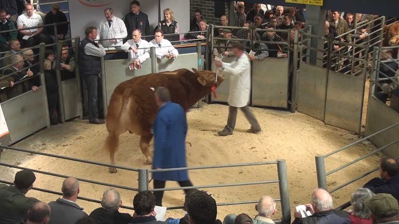 Top price of 40k (lot 76) Mereside Godolphin at Limousin Bull Sale ...