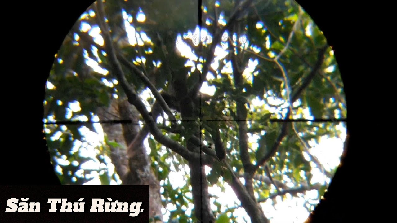 Buổi Săn Bắt Bổi Thu Với Cây Talon Thẳng Dài Cấu Hình Cao, Siêu Êm Siêu ...