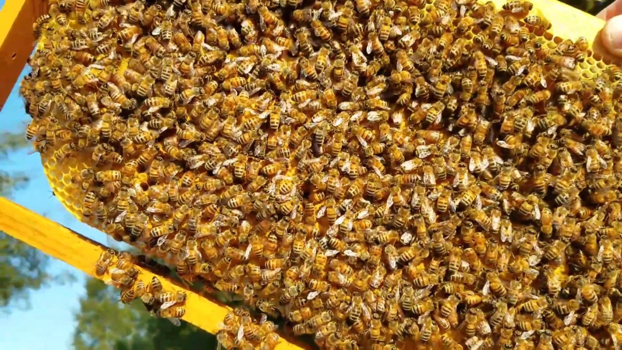 Do late season honeybee splits build up in time for winter? Here is ...