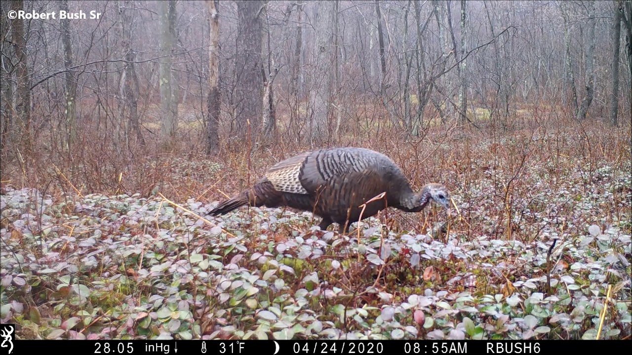Pennsylvania Turkey taking a Stroll Through the Forest! 4/2020 - YouTube