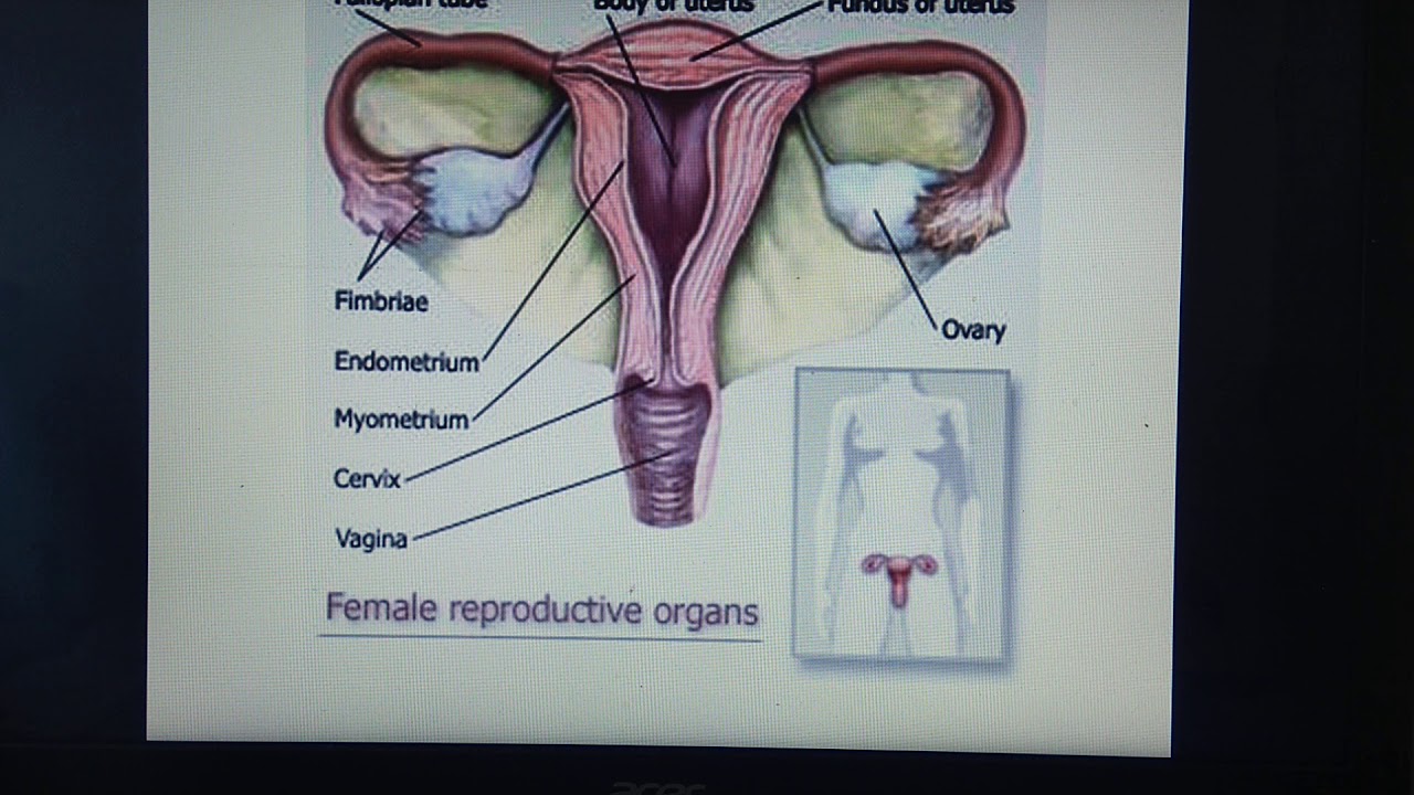 reproduction in lower and higher animals 3 - YouTube