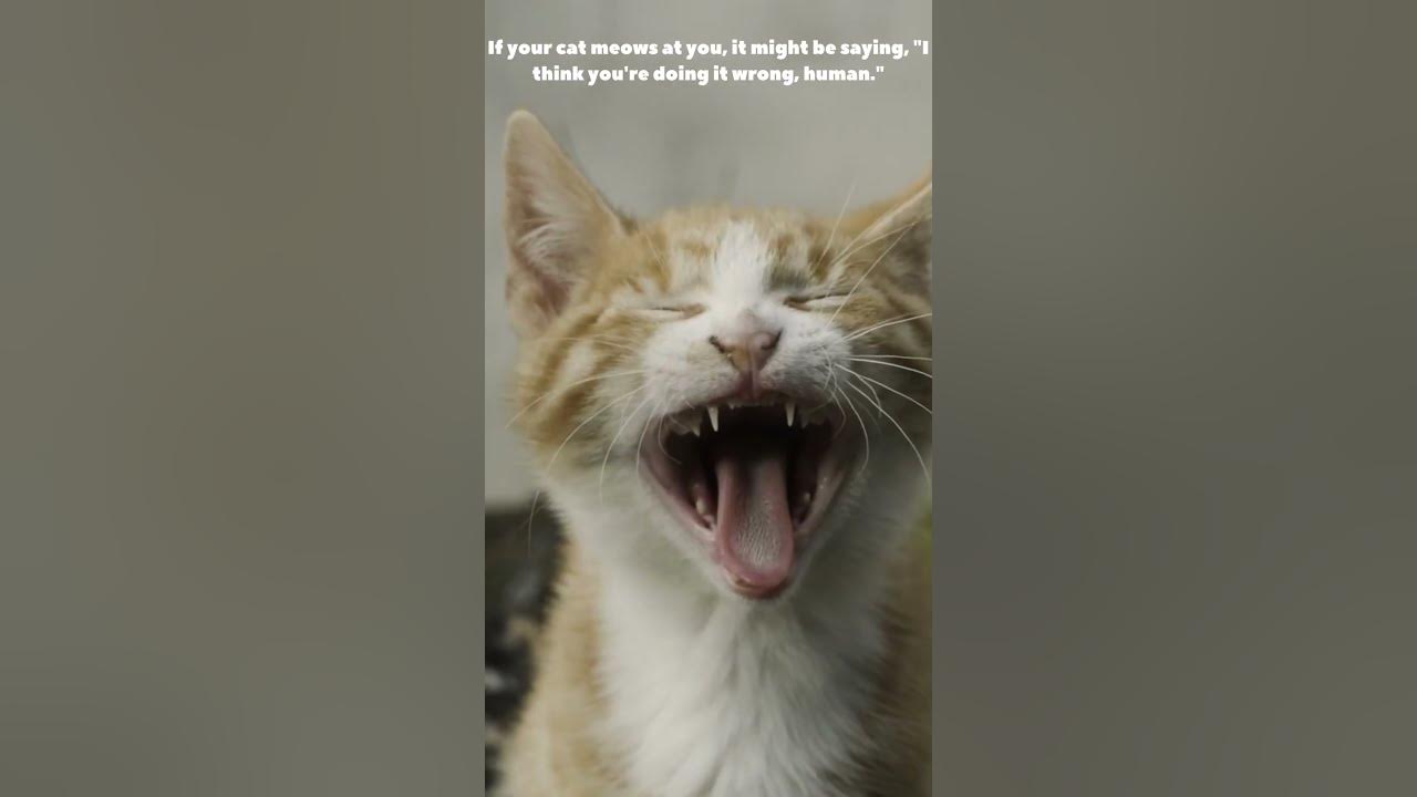 Purr-fectly Intriguing Cat Facts: Decoding Feline Language with 100 ...