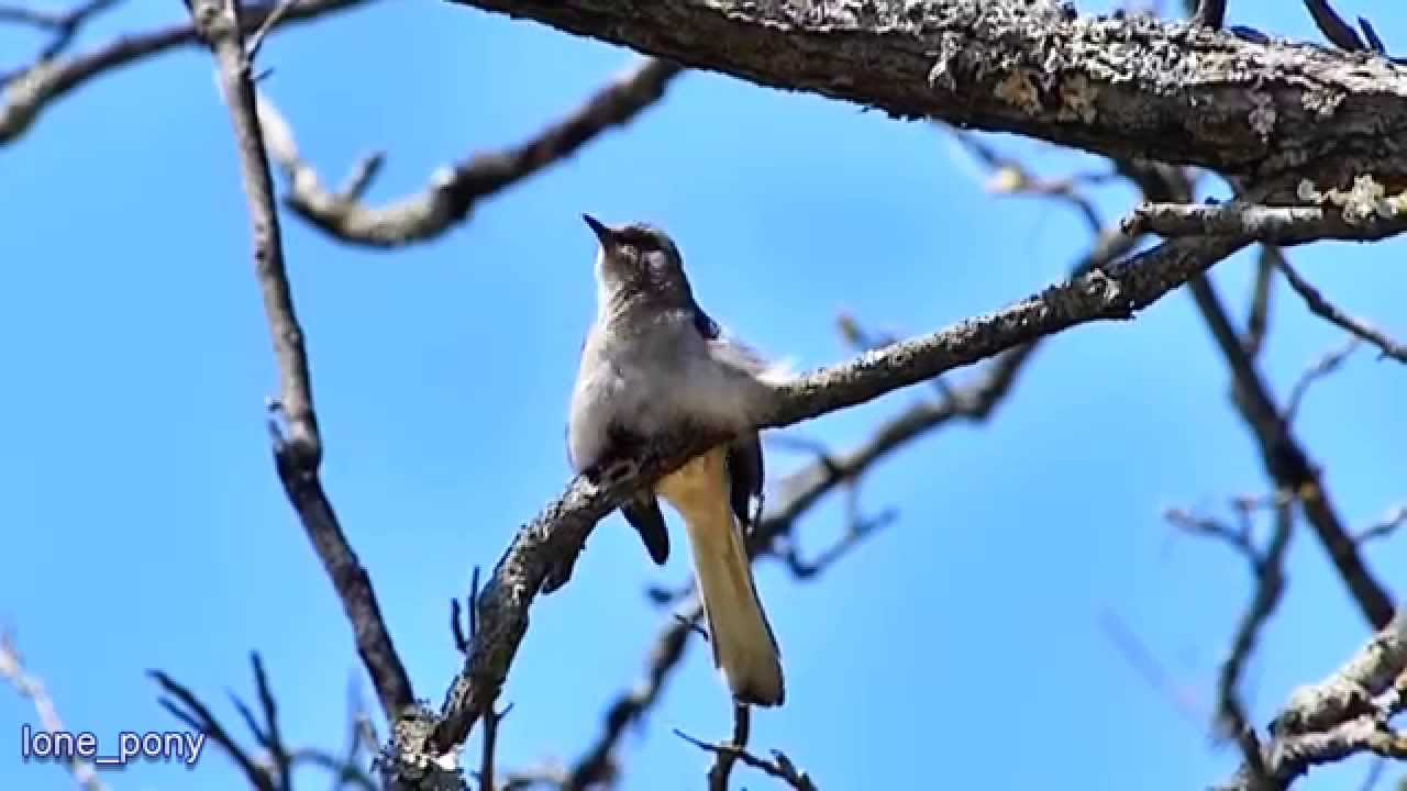 Northern Mockingbird Singing - YouTube