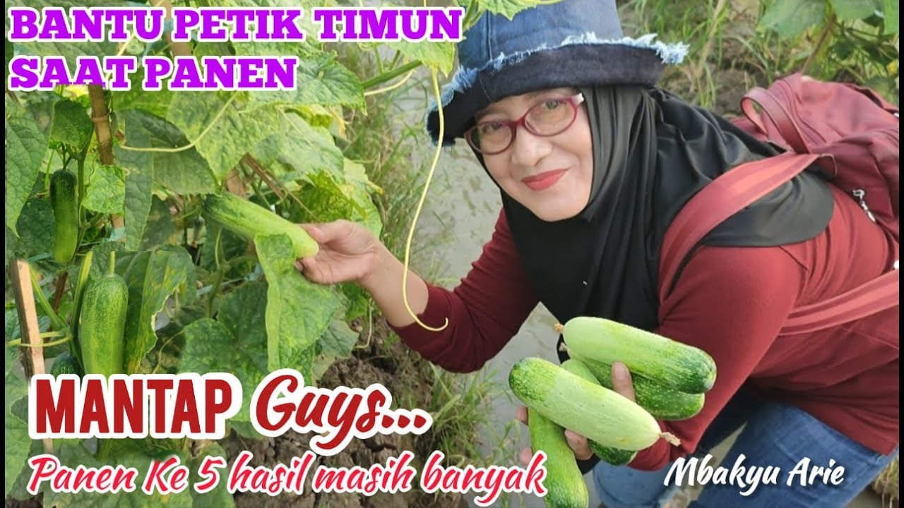 Lanjut panen timun guyssss,,,,, petik timun sambil cari keong hihihihi ...