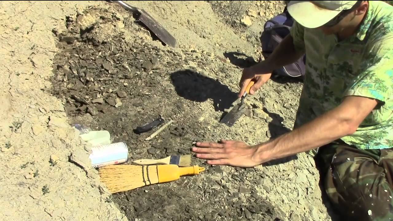 #15 Excavating Xiphactinus: the Monster Fish - YouTube