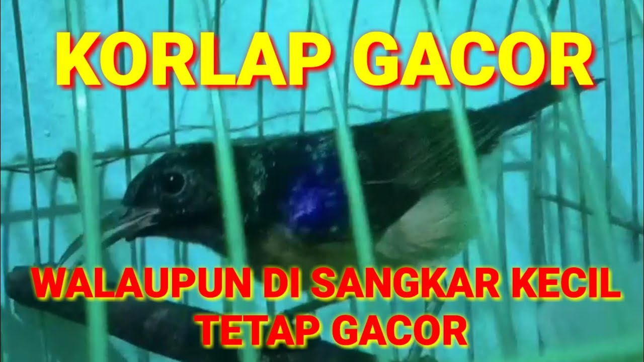 korlap gacor full emosi || walupun di sangkar kecil kolibri kelapa ini ...