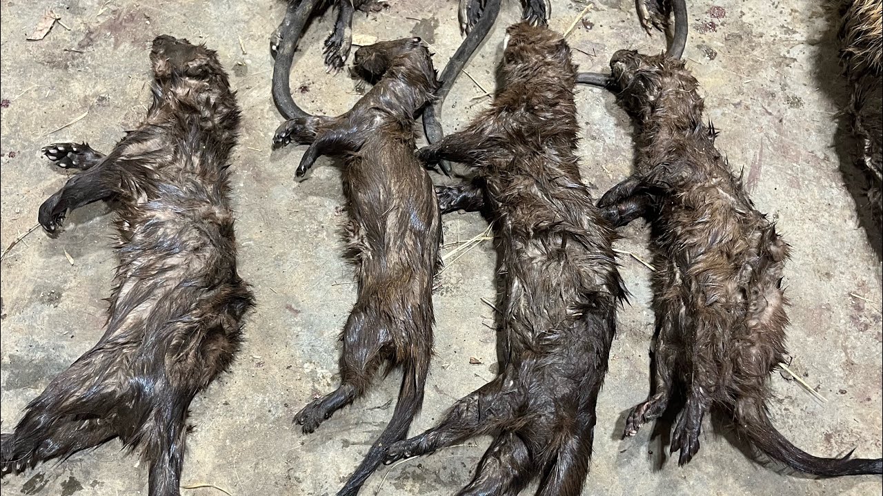 How to Skin a Mink - YouTube