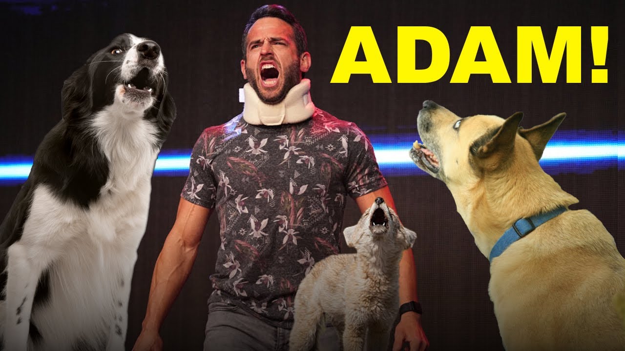 Roderick Strong does his yelling gimmick to his dogs at home - YouTube