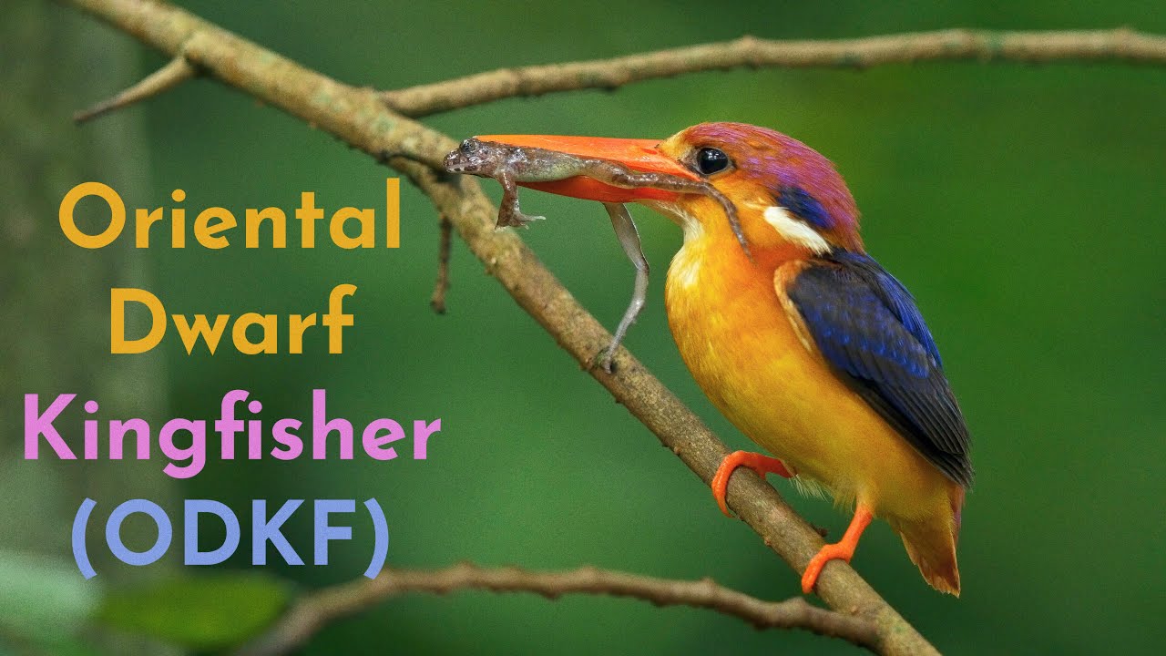 Oriental Dwarf Kingfisher (ODKF), Chiplun | 4K Nature | - YouTube