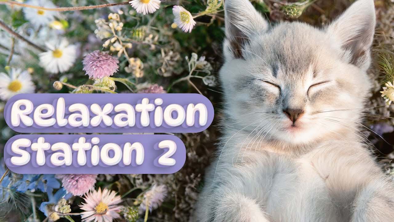 Relaxation Station 2 Serenity With Meditating Kittens Youtube