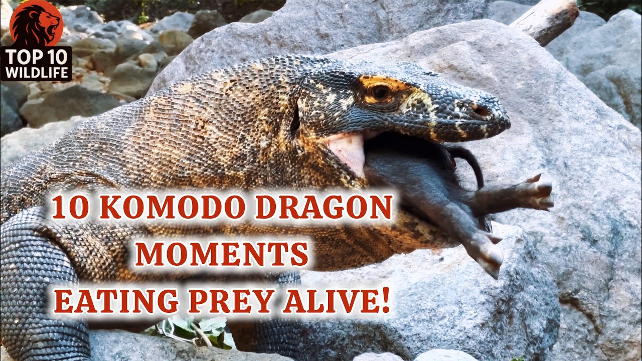 "10 Remarkable Tales of Komodo Dragon eating it's prey" 🐉 #wildlife # ...