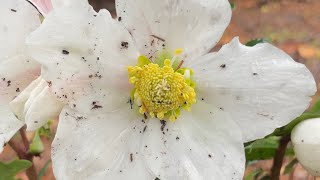 Snowdrop Windflowers Care Guide: Plant Care E2 - Expert Tips for Thriving Anemone sylvestris