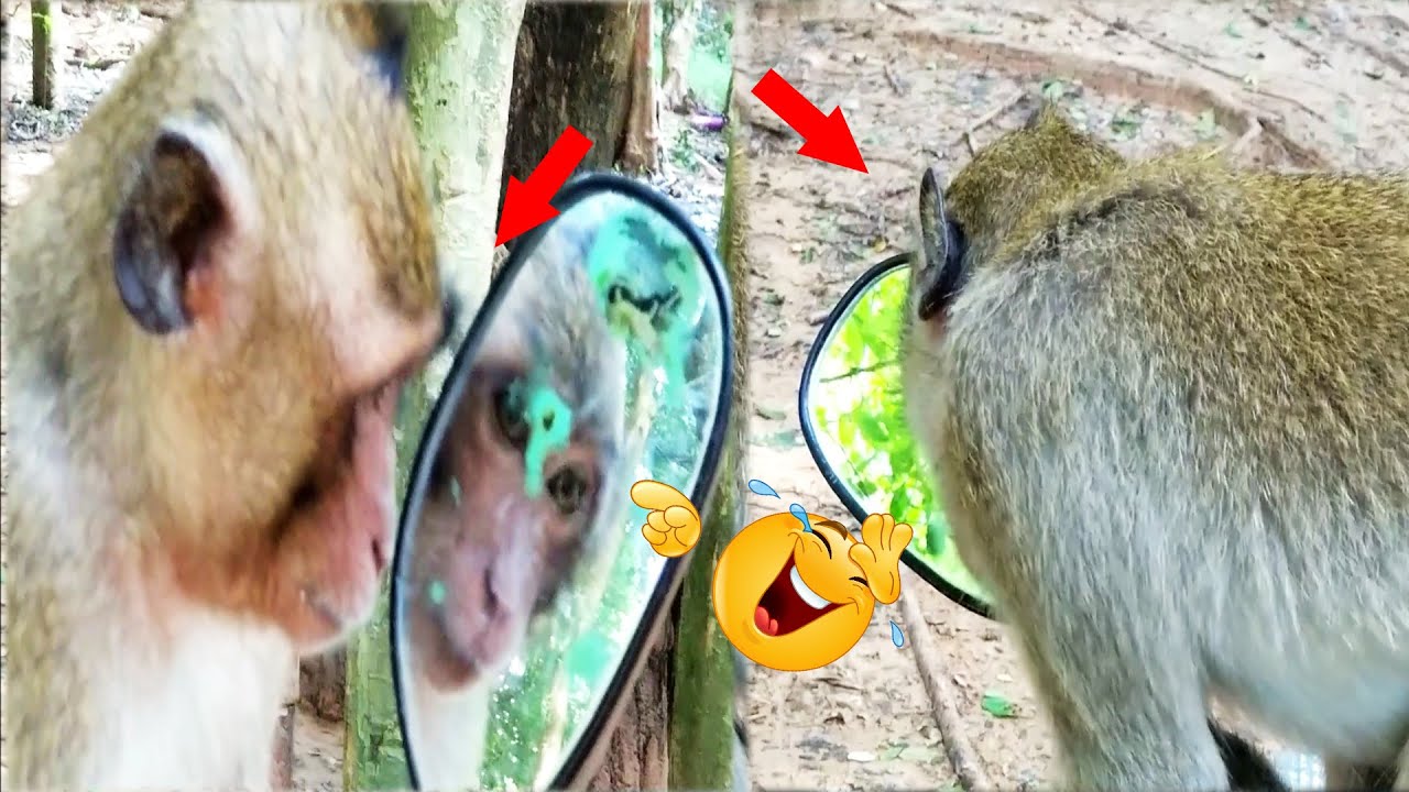 😃😅You will be joyful & Monkey with the mirror, and want to see his ...