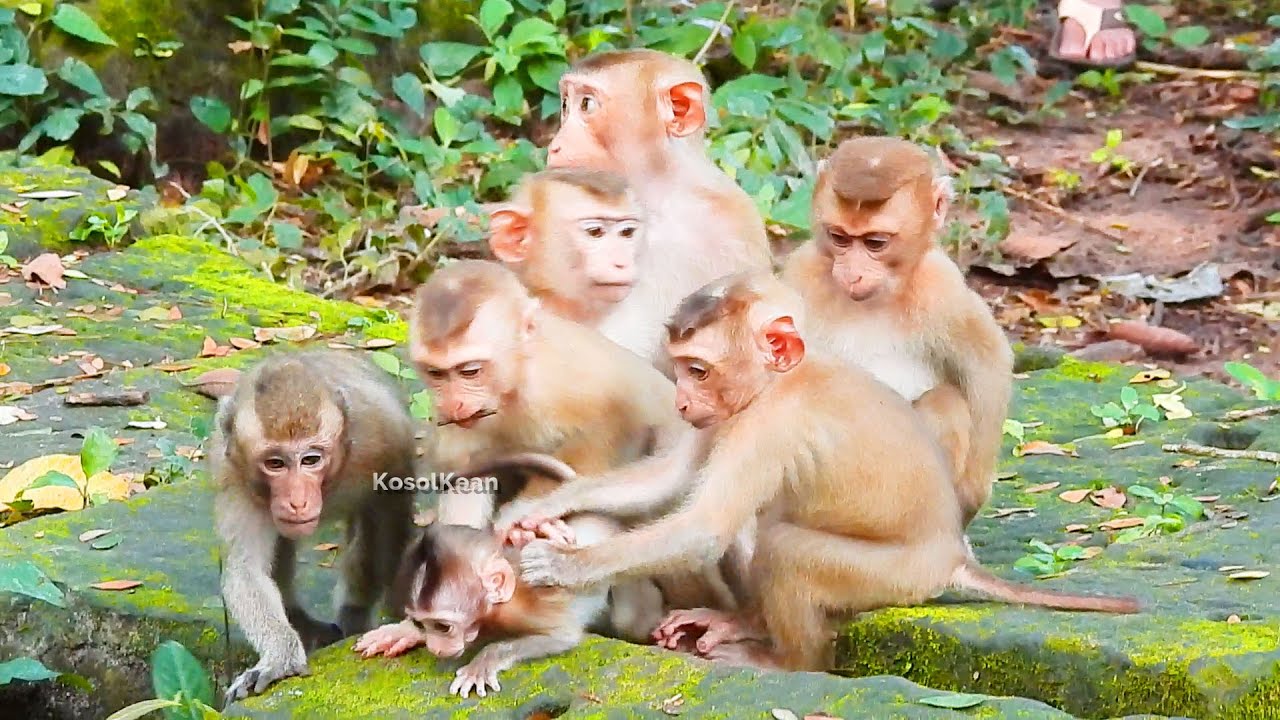 Rainbow got real love from Savana Team monkeys finally they make m very happy with real ...