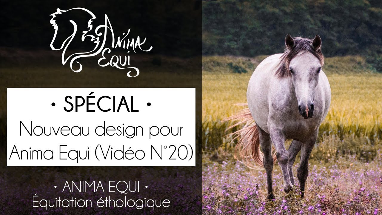 SPÉCIAL • Nouveau design pour Anima Equi (Vidéo N°20) - YouTube