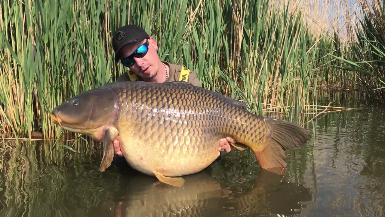 Big czech common carp 24,1kg- release! - YouTube