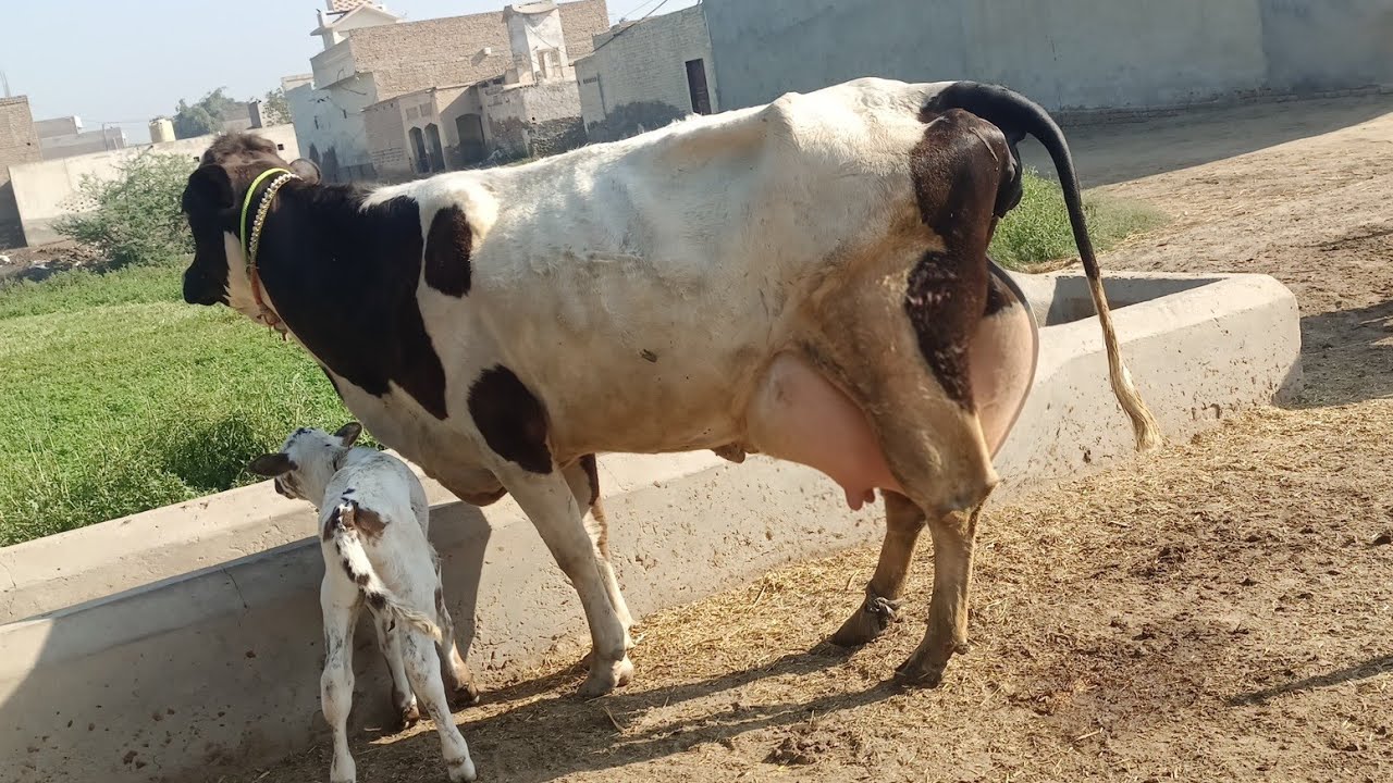 Beautiful cow for sale Gujjar tv arifwala,,,22 March 2025 - YouTube
