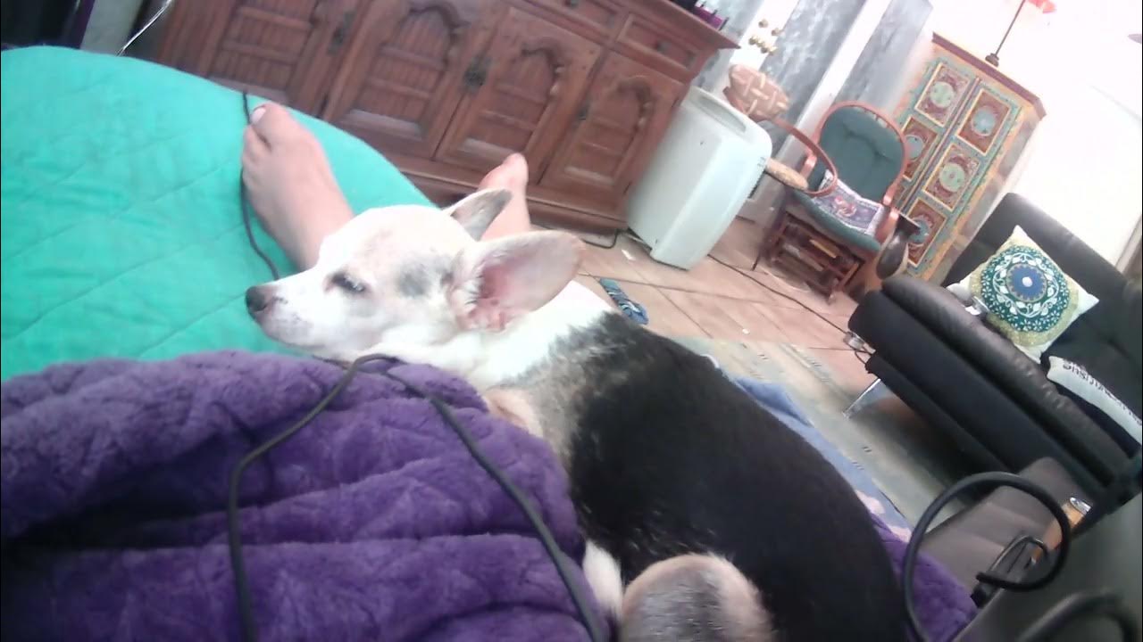 Dogs`s sleep zzz - YouTube