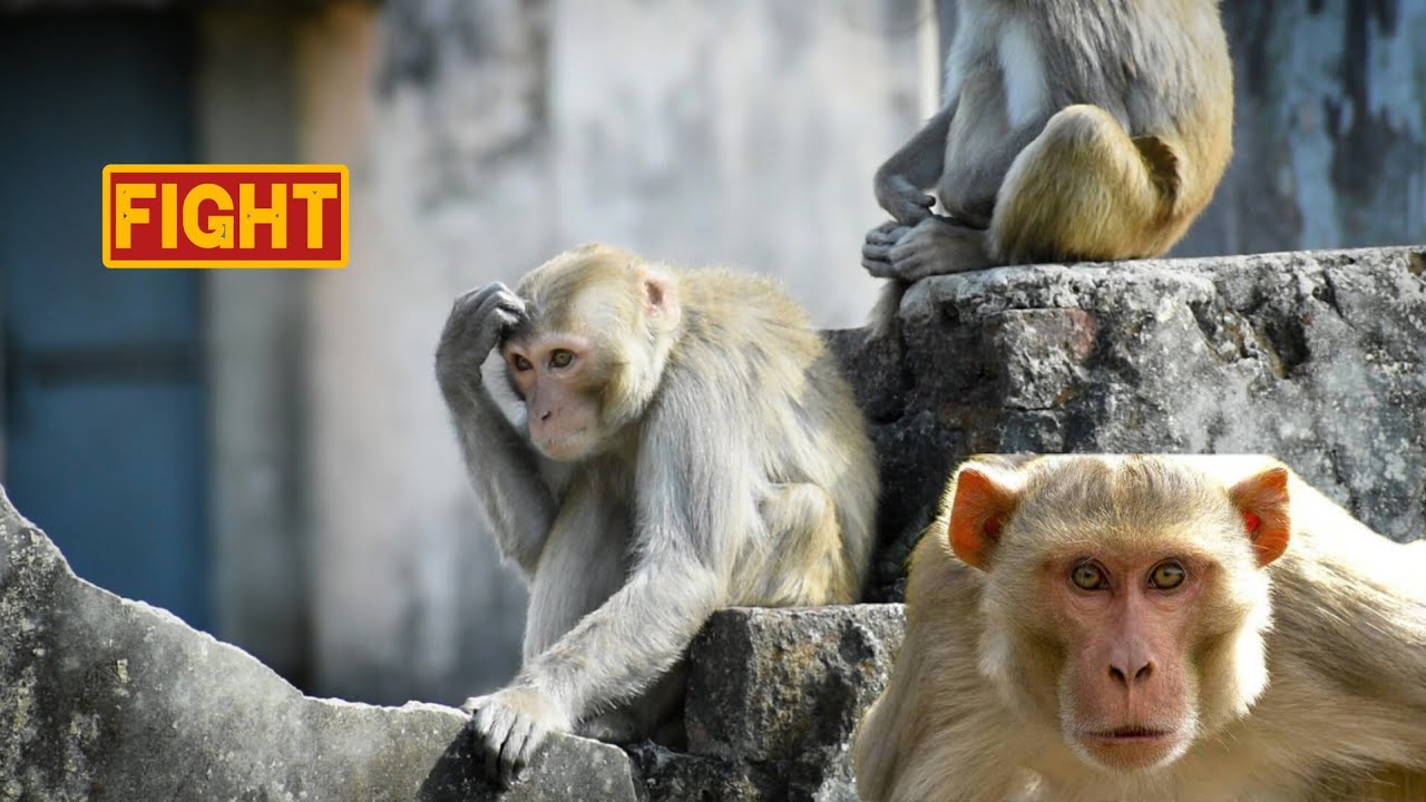 | Monkey's dangerous fight and fun capture in camera | #monkeyvideo # ...