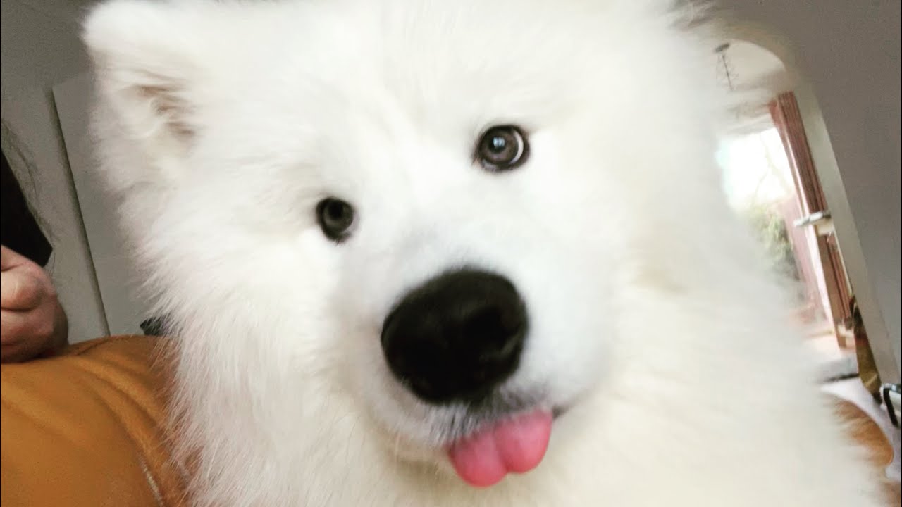 One day with my puppy samoyed - Part2 | Floof style 🐻‍ ️🤦🏻‍♂️ #samoyed ...