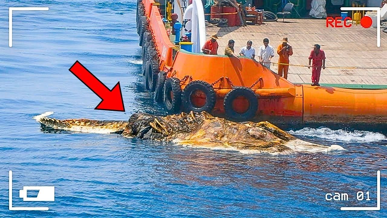 Fishermen Drag Strange Fish Back To Port - They Didn't Know They Were ...