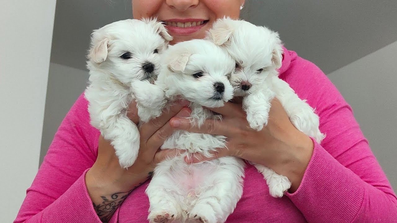 Play time Maltese puppies 🐾 evening - YouTube