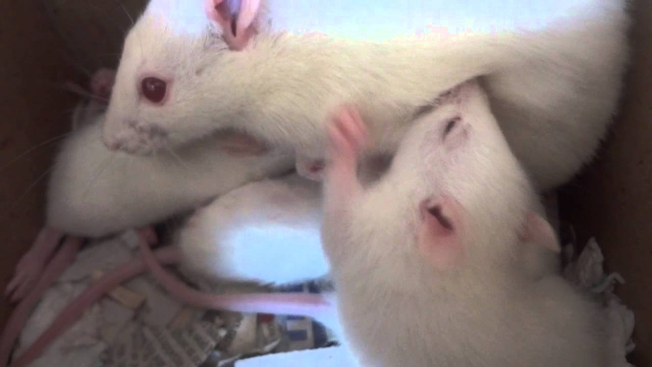 3 Week Old Baby Rats Suckling - YouTube