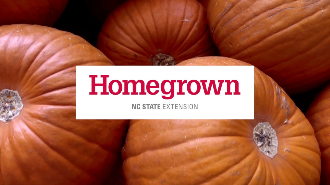 Homegrown | How to Pick and Keep the Perfect Pumpkin - YouTube