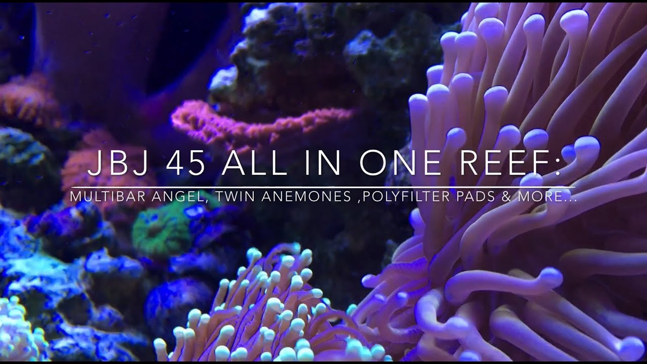 JBJ 45 All In One Reef: Multibar Angel, Twin Anemones, Polyfilter Pads ...