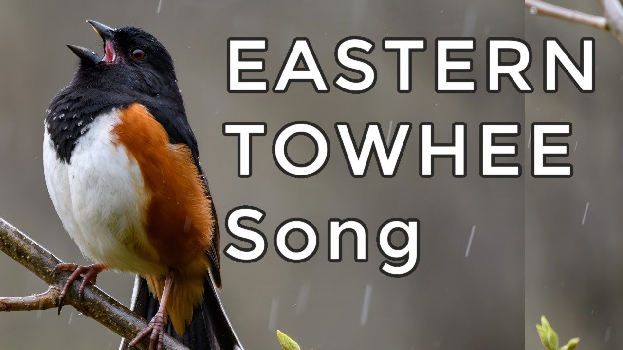 Eastern Towhee Song & Calls (TWO Most Common Sounds) - YouTube