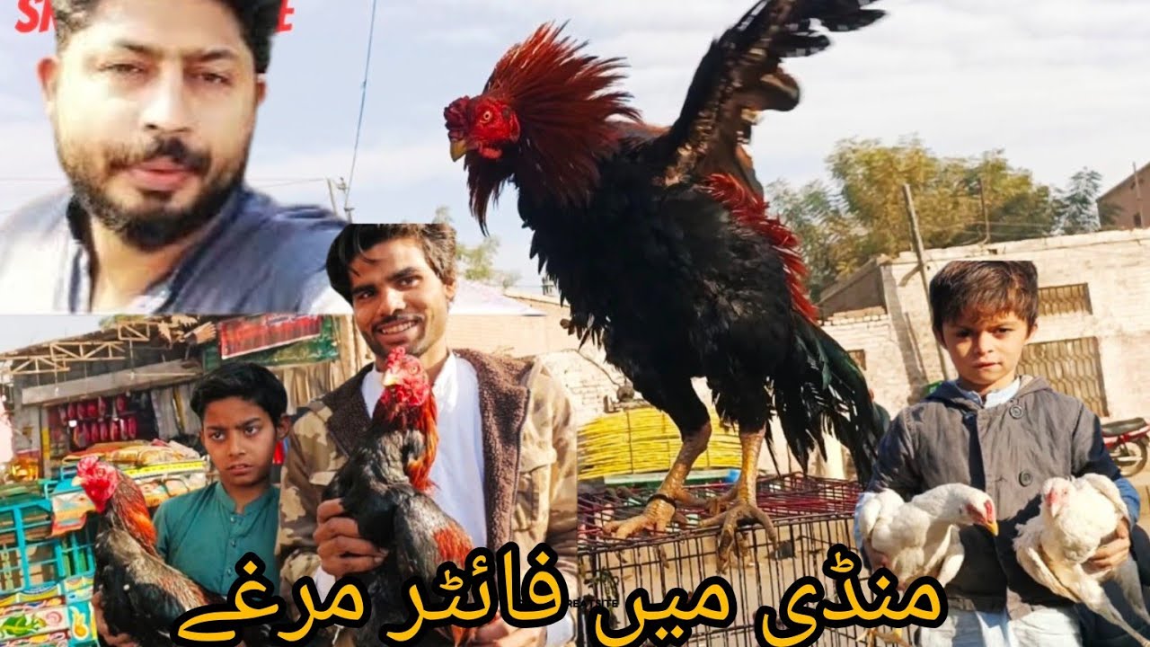 How to aseel murga Multan godri Mandi My vlogs video|| or mans fightin || aseel murga mandi ...