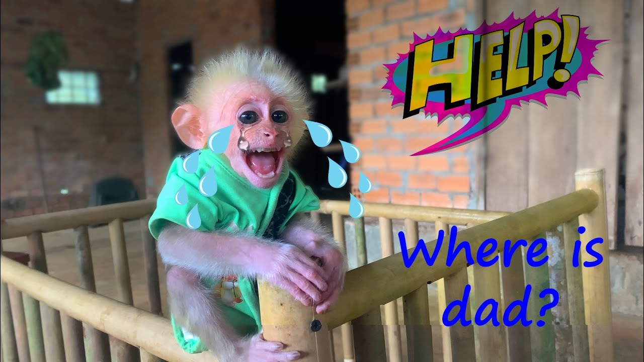 Baby monkey Moon woke up panicked and worried when she didn't see Dad ...