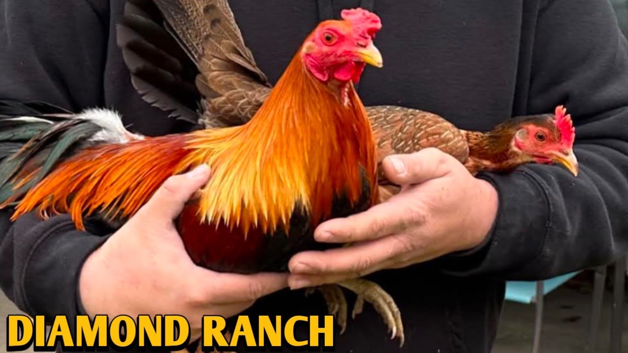 Sweater Yellow leg hatch Kelso - DIAMOND RANCH - YouTube