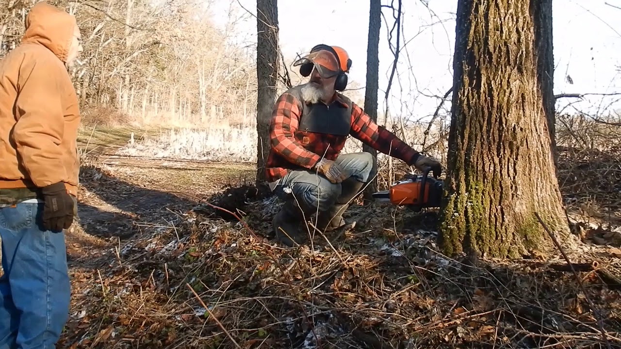 Lessons for dropping a leaning walnut tree - YouTube