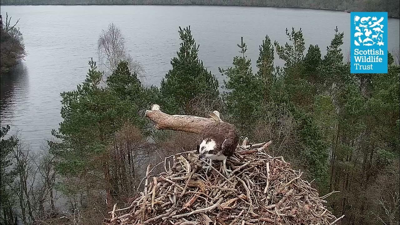 Female osprey NC0 returning to the nest - Loch of the Lowes Webcam (2024) - YouTube