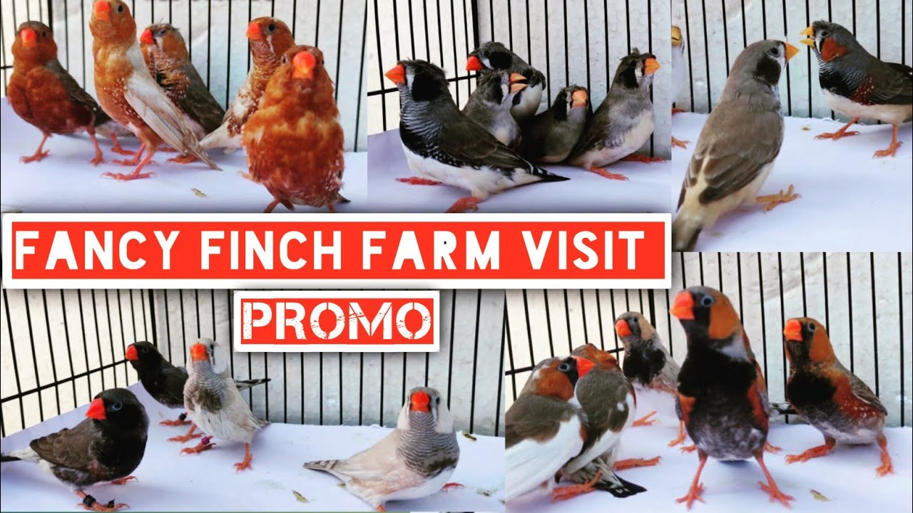 Finches farm visit tamil | Mutation finches | Promo🔥🔥🔥 - YouTube