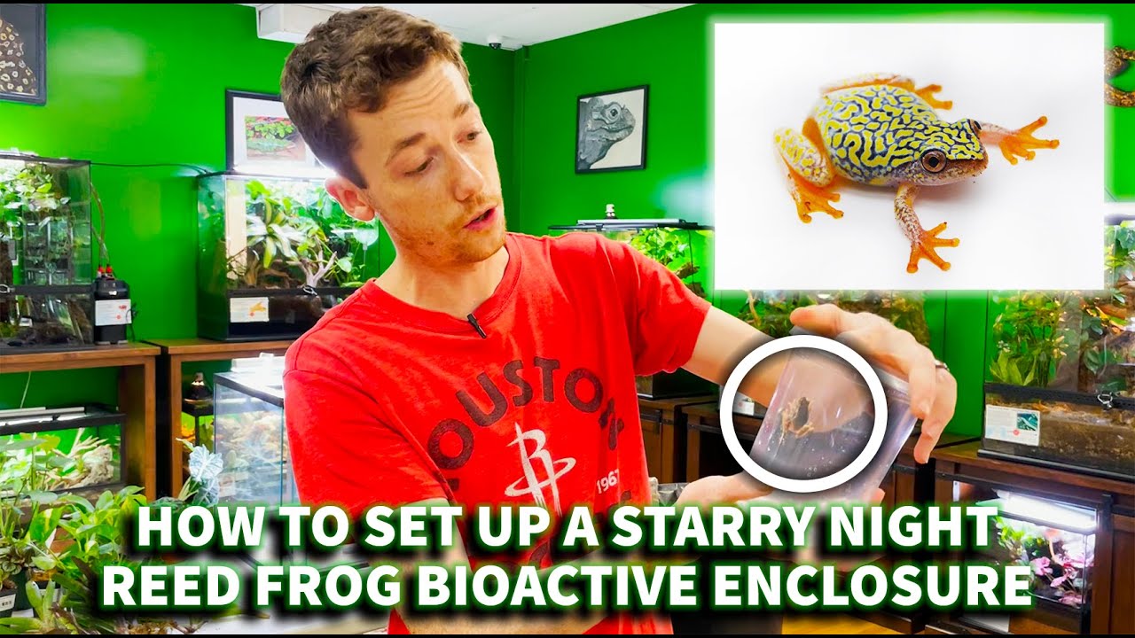 How to set up a Starry night reed frog BioActive enclosure - YouTube