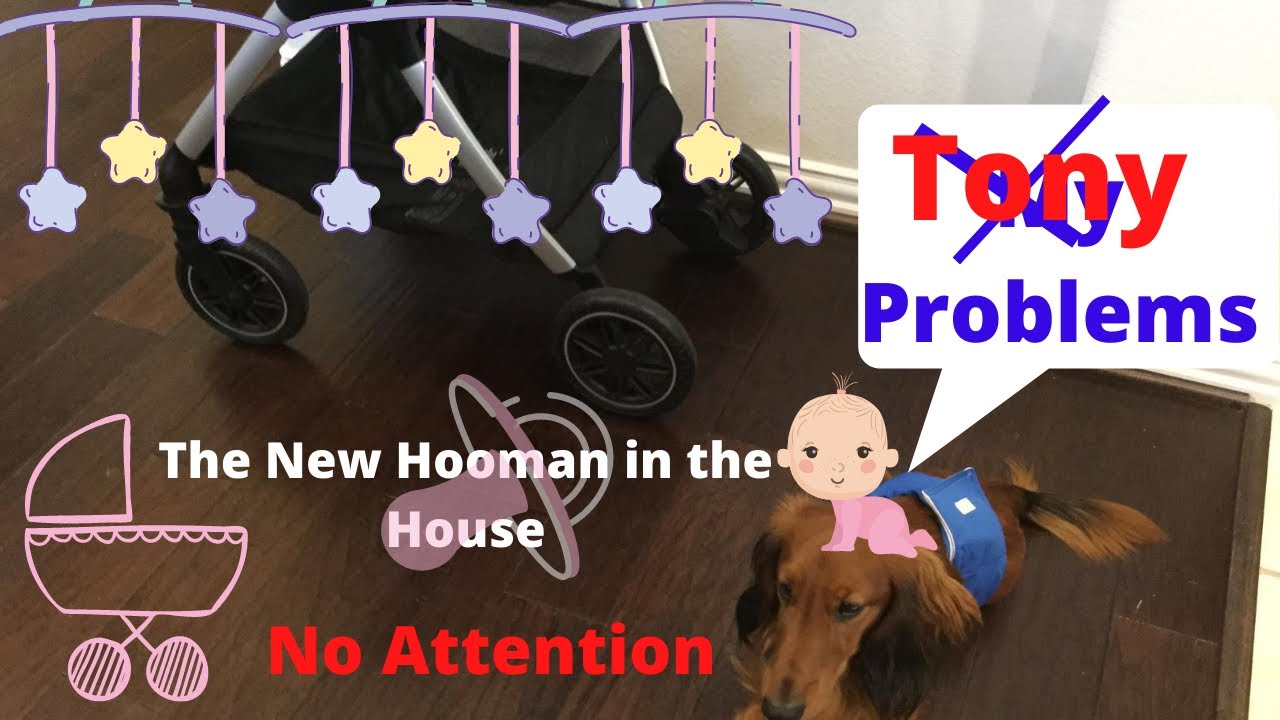 Tony’s Problems Episode 7 | The New Hooman - YouTube